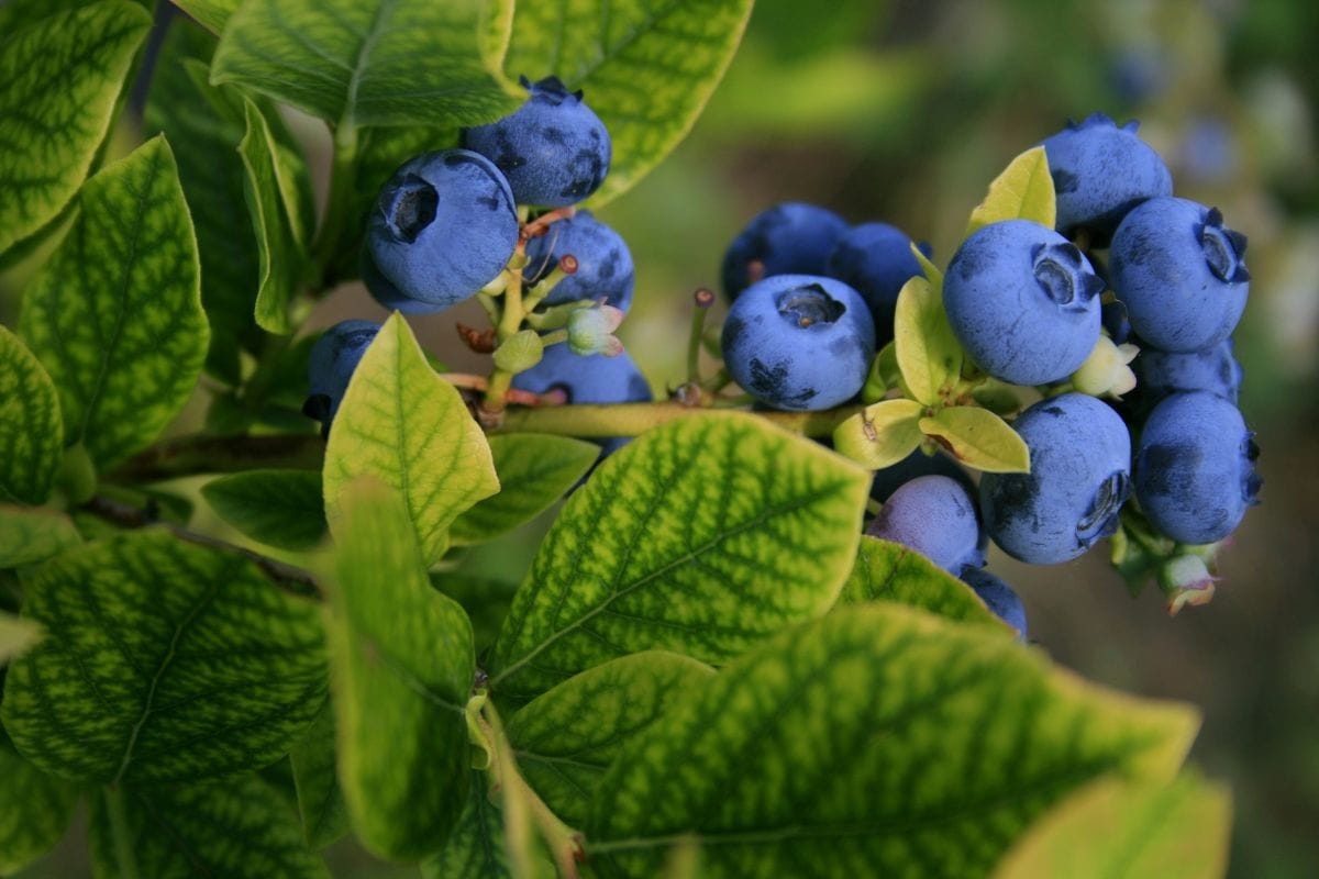 20 World's Largest Blueberries Producing Countries